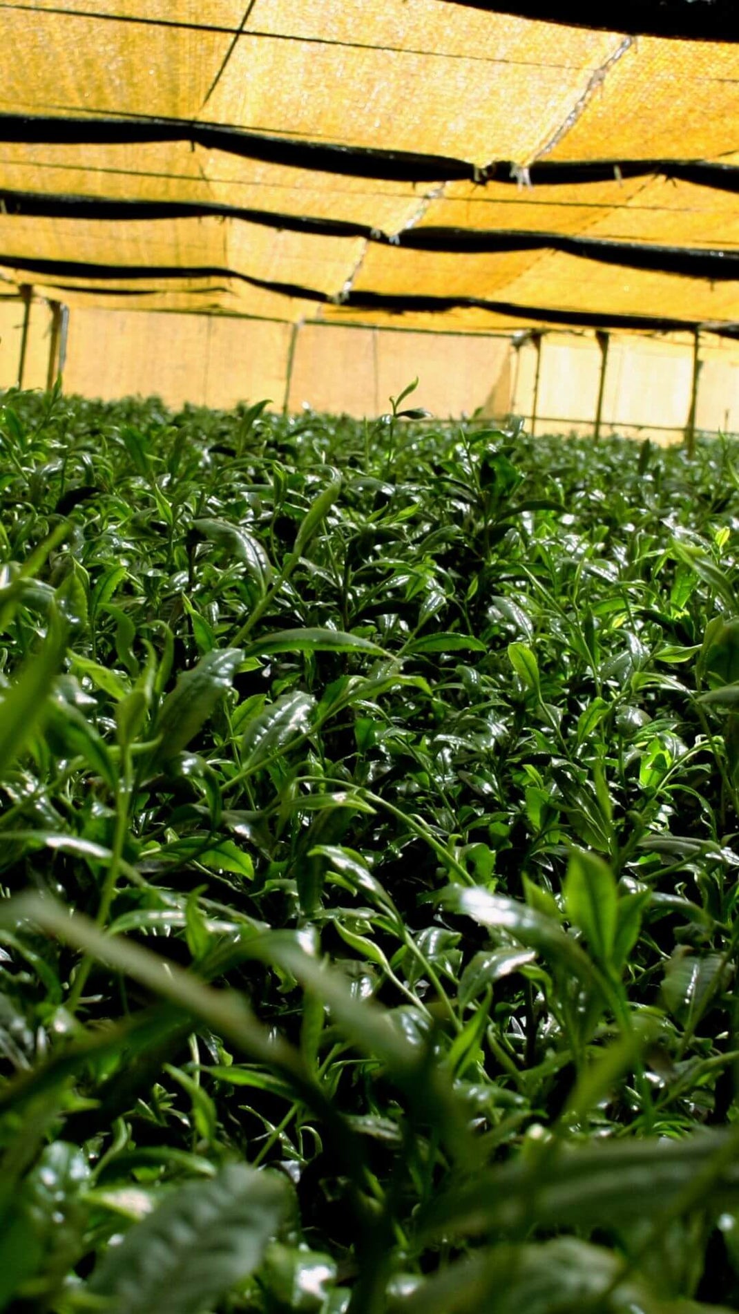 Shop our Japanese Fermented Tea | Nio Teas
