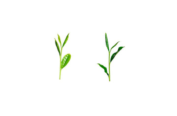 Nio Teas' Gyokuro - Free Worldwide Shipping above $49